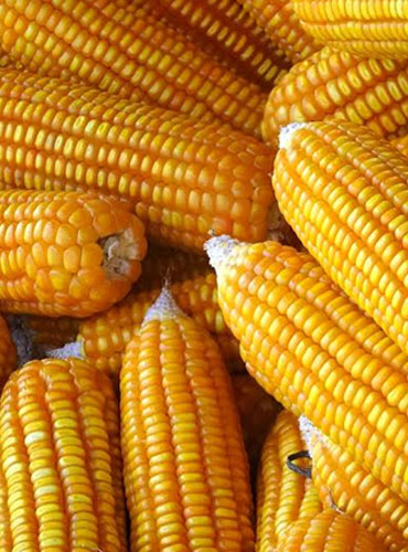 Inter Ocean Shipping (Pvt) Ltd.